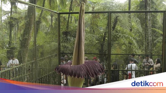 Penampakan Mekarnya Bunga Bangkai di Kebun Raya Cibodas