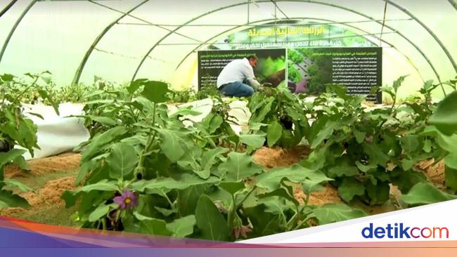 Cara Petani Irak Bercocok Tanam dengan Sedikit Air