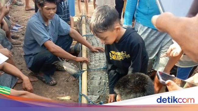 Warga di Sumsel Tangkap Buaya 4 Meter yang Kerap Mangsa Ternak Warga di Sumsel Tangkap Buaya 4 Meter yang Kerap Mangsa Ternak