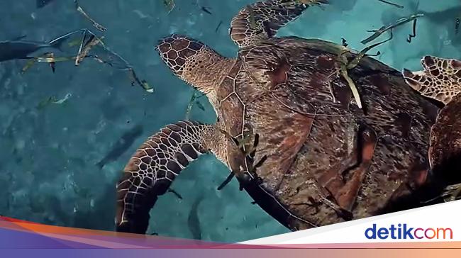 Pesona Keindahan Pulau Penyu Bulukumba, Daya Tarik hingga Harga Tiketnya