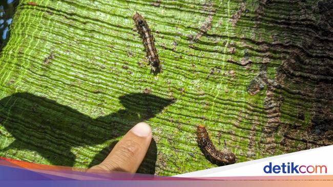 Ulat Bulu Serang Warga Ponorogo, 15 KK Mengungsi untuk Mandi