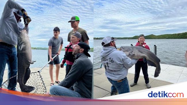Deretan Ikan Lele Raksasa yang Berhasil Ditangkap