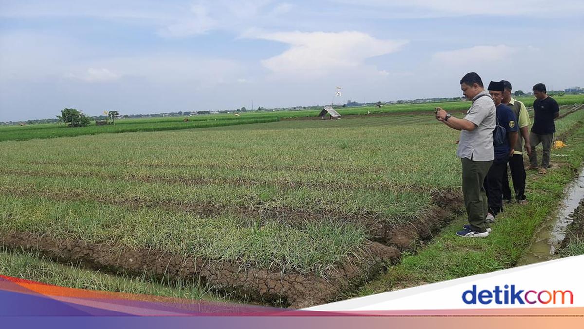 Upaya Petani Indramayu Dukung Pemerintah Stabilkan Harga Bawang Merah