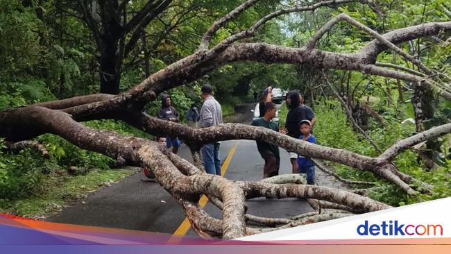 Pohon Tumbang Timpa Jaringan PLN Selayar, Listrik di 4 Kecamatan Padam