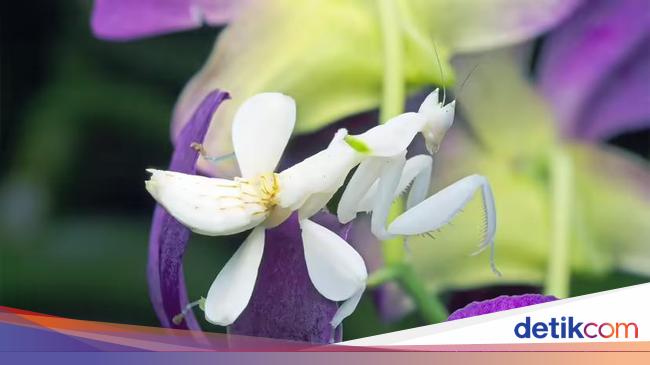 Mengenal Belalang Sembah Anggrek, Si Cantik yang Mampu Menipu Mangsanya
