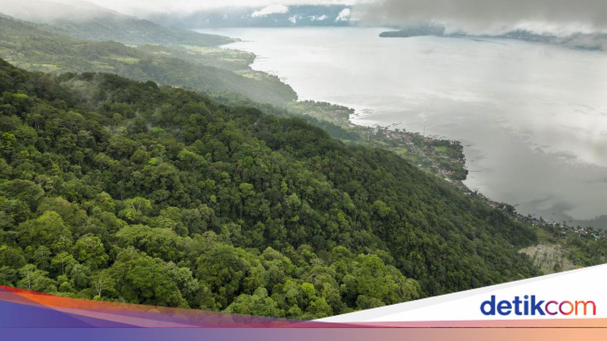KLHK Temukan Beda Data Tutupan Hutan RI di Global Forest Map