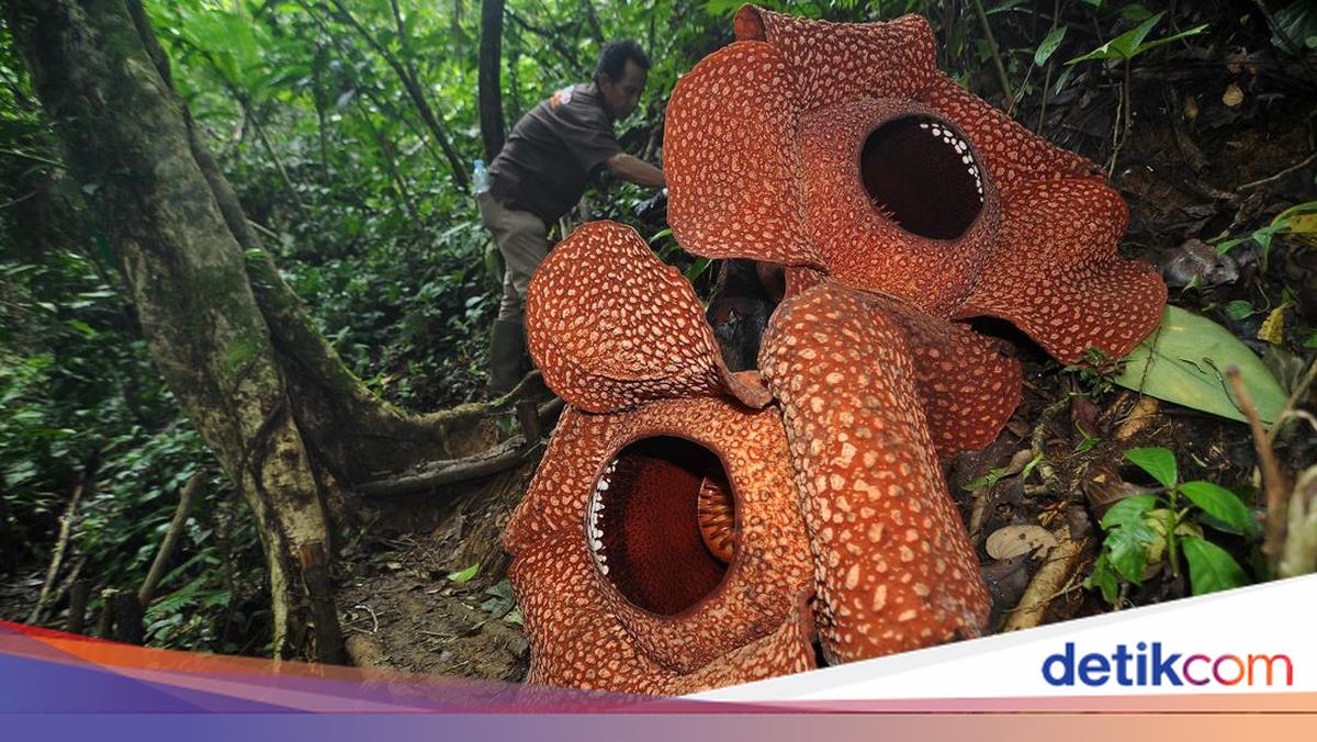 Bunga Rafflesia Arnoldii dan Bunga Bangkai Itu Sama atau Tidak? Cek ...