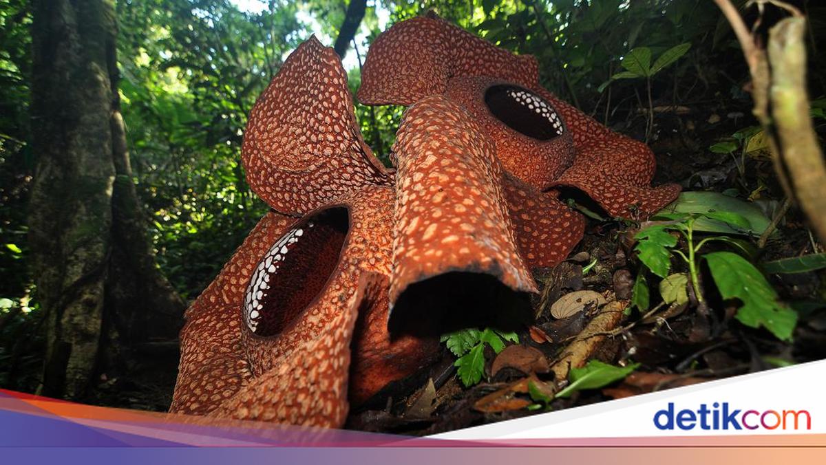 3 Bunga Nasional Indonesia, Apa Saja Jenis dan Habitatnya?