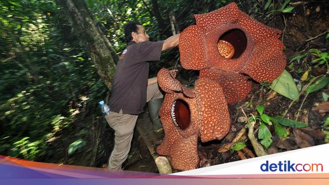 Bunga Rafflesia Arnoldi Kembar Mekar di Bengkulu