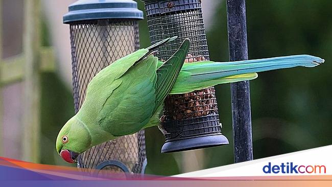 8 Kelebihan Burung Parkit Jika Dipelihara, Ini Karakter dan Makanannya