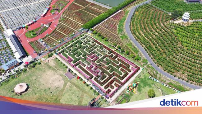 Menjelajahi Taman Bunga Labirin di Dongyang China