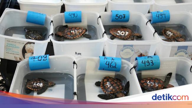 Ratusan Bayi Penyu Diselamatkan Usai Terdampar di Pantai Akibat Badai