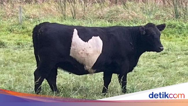 Kumpulan Potret Kambing Hingga Sapi Punya Corak Tubuh yang Langka