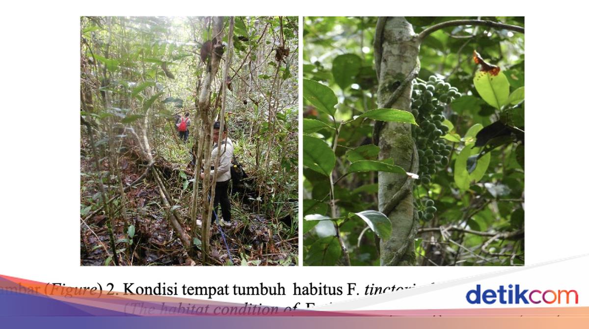 Tanaman Akar Kuning: Ciri-ciri, Habitat, dan Aneka Manfaatnya