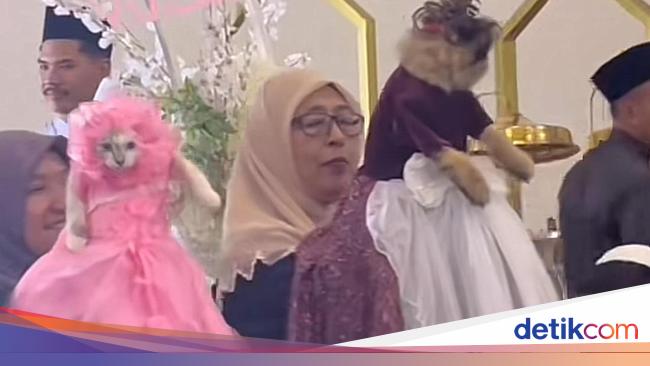 Pernikahan Viral, Kucing Cosplay Jadi Bridesmaid Saat Kirab Pengantin