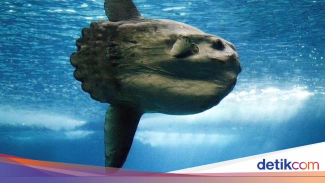 Penjelasan Apa Itu Ikan Mola-mola yang Bikin Heboh di Gorontalo