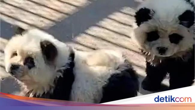 China Memang Ada-ada Saja, Anjing Dicat Mirip Panda Jadi Atraksi Wisata