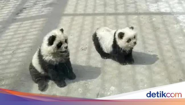 Wah Parah Nih! Kebun Binatang China Warnai Anjing Mirip Panda