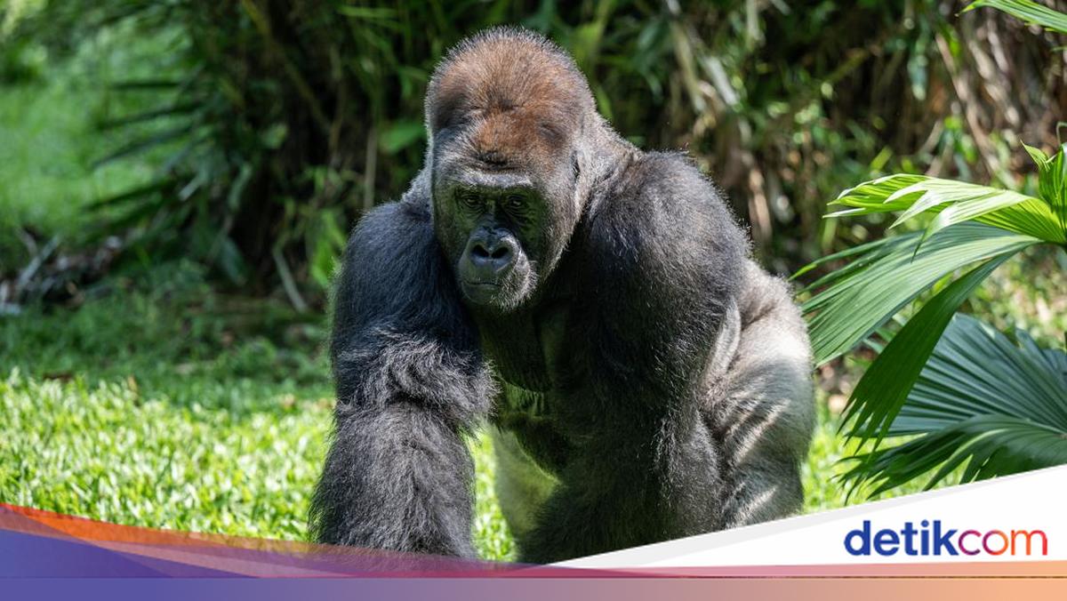 Hari Primata Nasional: Mengenal Fakta-Fakta Primata Indonesia