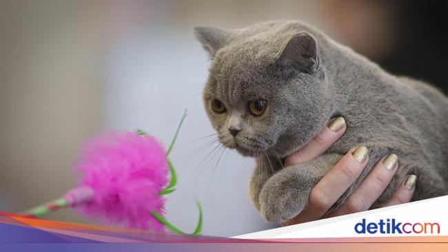 Macam-macam Bahasa Tubuh Kucing yang Harus Kalian Ketahui!