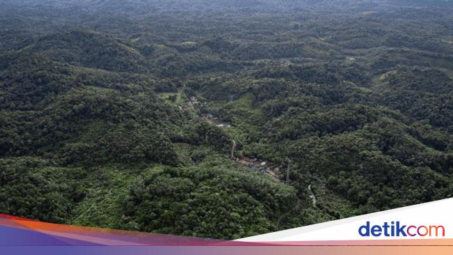 Menjaga Hutan dan Sumber Pangan ala Suku Dayak Pitap