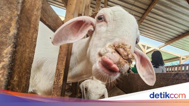 Melihat Wisata Edukasi Peternakan Kambing di Wonosobo Jawa Tengah