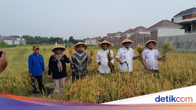Jadi Proyek Percontohan Low Carbon Rice, Lahan Sawah Desa Jomboran Panen