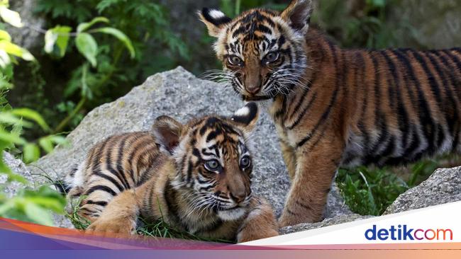 Harimau di Taman Safari Gigit Ban Mobil Pengunjung