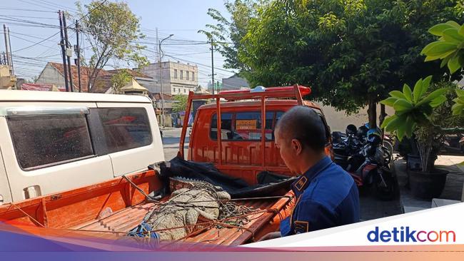 Hiii... Buaya 2,5 Meter Tertangkap Jaring Nelayan di Bangkalan