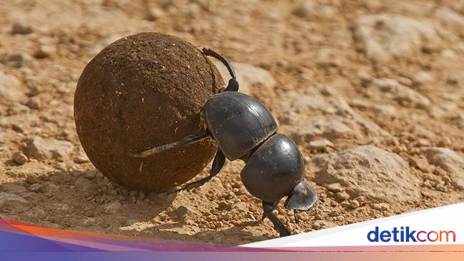 Keunikan Kumbang Kotoran, Sudah Ada Sejak Zaman Dinosaurus