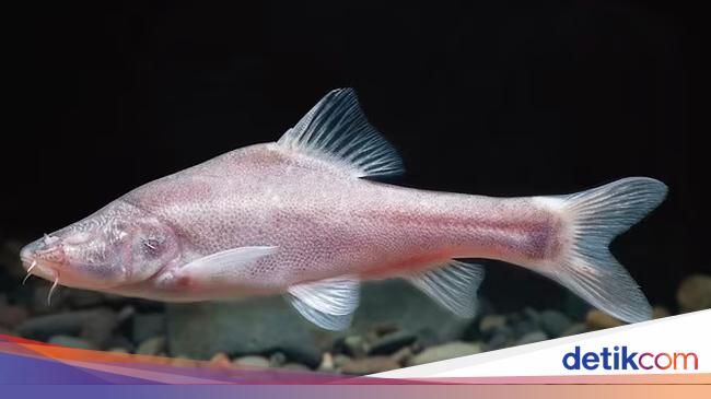 Makhluk Pink Tanpa Mata Bisa Pecahkan Misteri Teori Evolusi