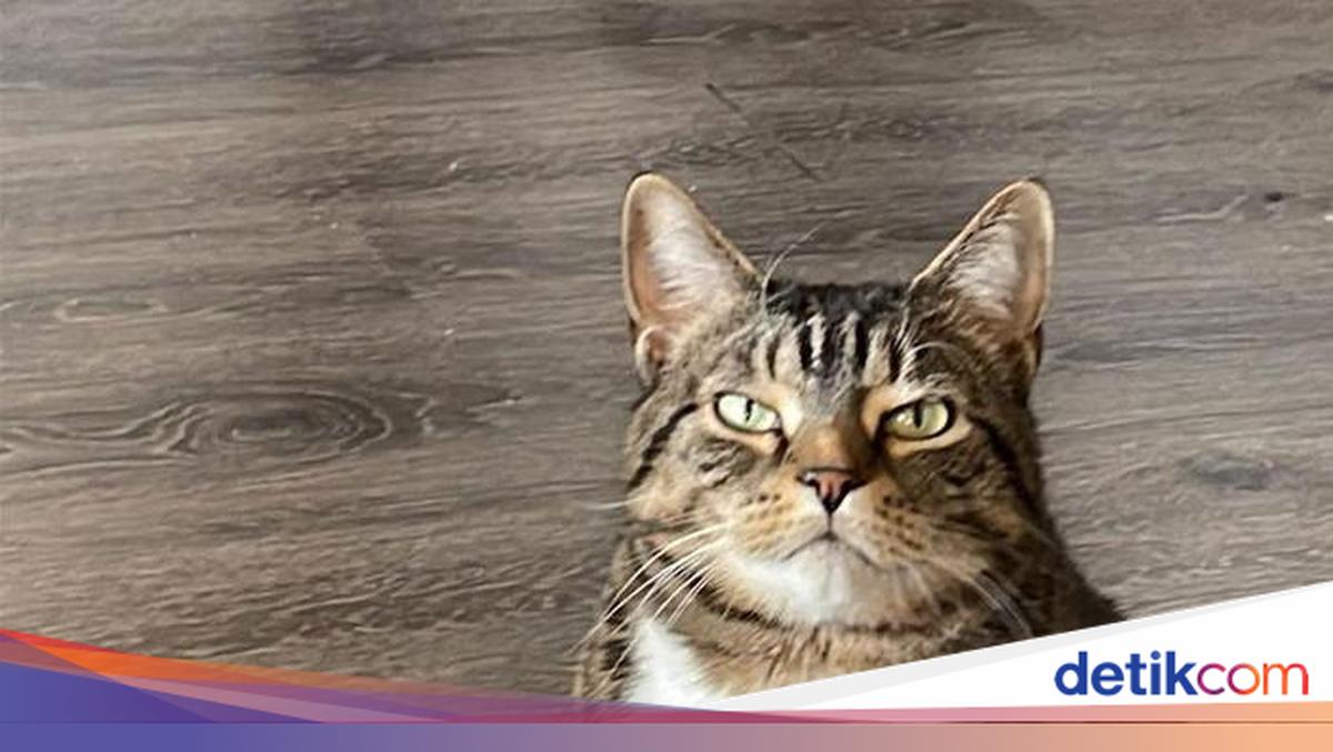 5 Alasan Kucing Tidak Boleh Disembelih dan Dimakan Dagingnya