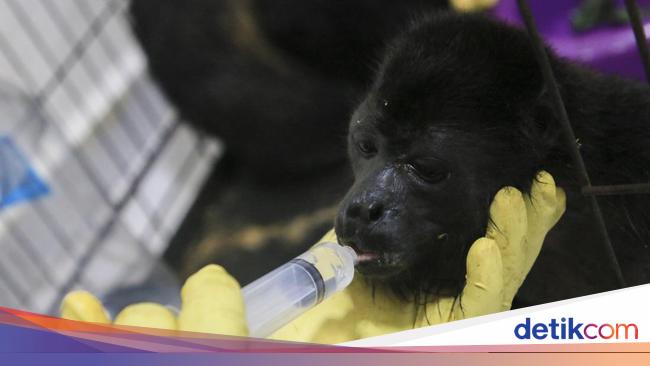 Hawa Panas RI Kalah dengan Meksiko, Monyet Sampai Mati di Pohon