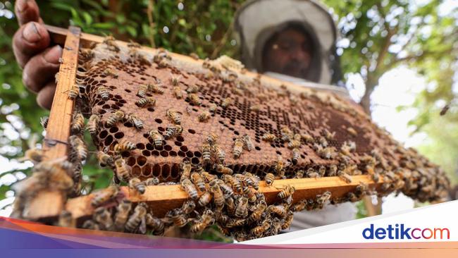 Peternakan Lebah dan Madu Terkenal di Mesir Dihantui Perubahan Iklim