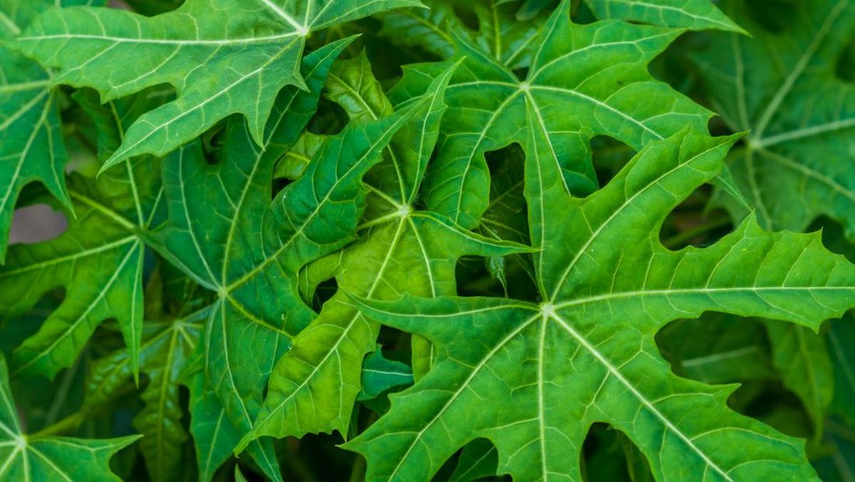 Ini yang Terjadi Pada Tubuh Jika Rutin Mengonsumsi Daun Pepaya