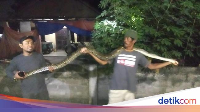 Ular Piton 3,5 Meter Ditangkap Warga Saat Lilit Bebek di Kandang Ular Piton 3,5 Meter Ditangkap Warga Saat Lilit Bebek di Kandang