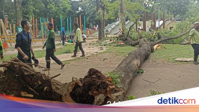 Wanita Tertimpa Pohon Tumbang di Tebet Eco Park Saat Coba Selamatkan ...