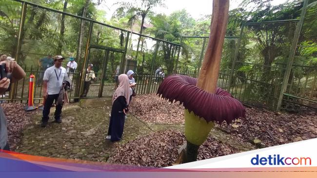 Jalan-jalan di Kebun Raya Cibodas, Bisa Lihat Bunga Bangkai hingga Sakura