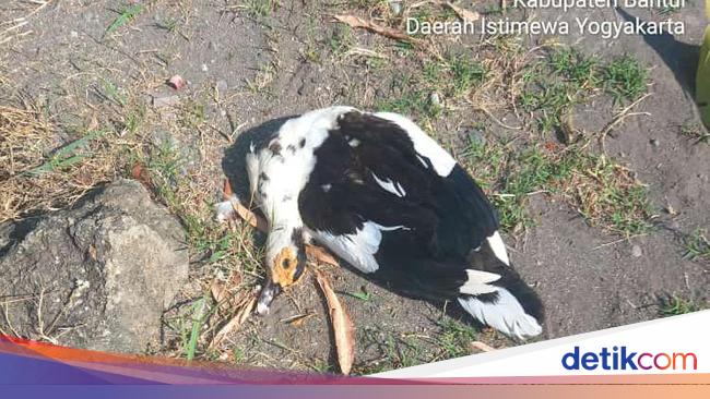 Tragedi Ibu dan Anak Tewas Usai Tabrak Mentok di Bantul Tragedi Ibu dan Anak Tewas Usai Tabrak Mentok di Bantul