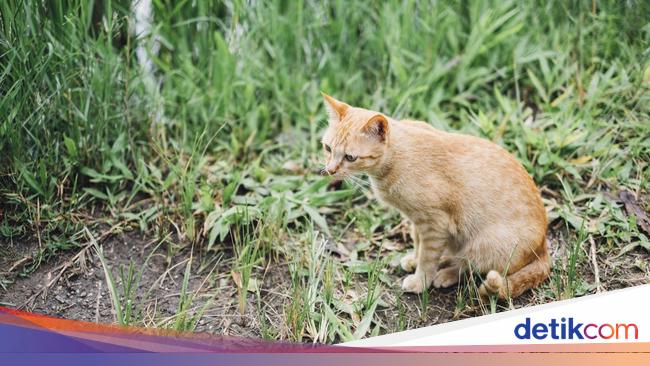 Kenapa Kucing Suka Mengonsumsi Rumput? Ini 5 Alasannya