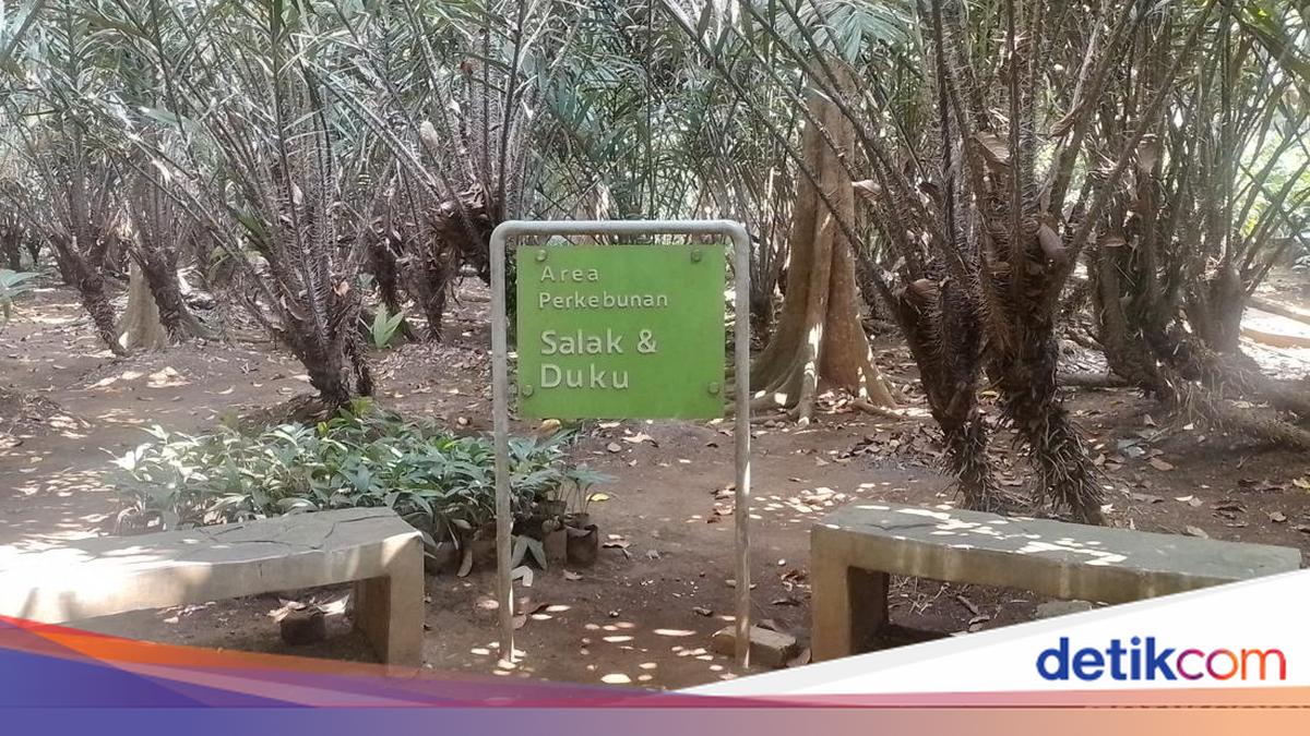 Mengenal Salak Khas Jakarta yang Langka di Cagar Buah Condet