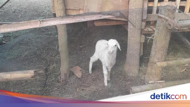 12 Domba di Kandang Ngepet Bantul Dimaling, Hanya Tersisa 1 Cempe