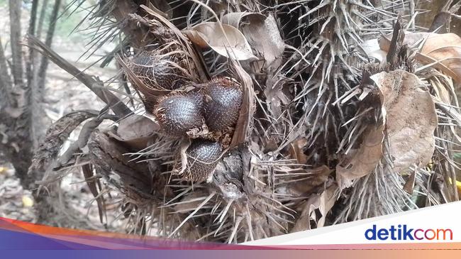 Melihat Salak Khas Jakarta yang Langka di Cagar Buah Condet