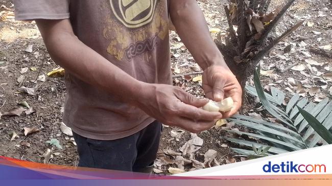 Cagar Buah Condet, Benteng Terakhir Salak Condet Khas Jakarta