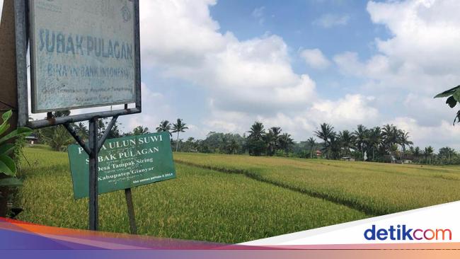 Mengenal Subak Bali, Warisan Budaya Dunia yang 'Mirip' Sumbu Filosofi Jogja