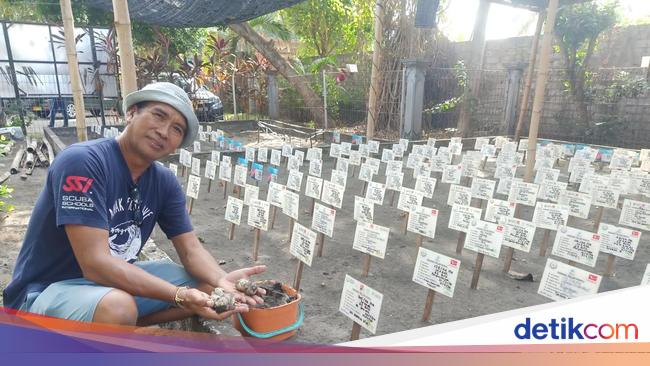 Hore, 17 Ribu Telur Penyu Siap Menetas di Perancak Jembrana