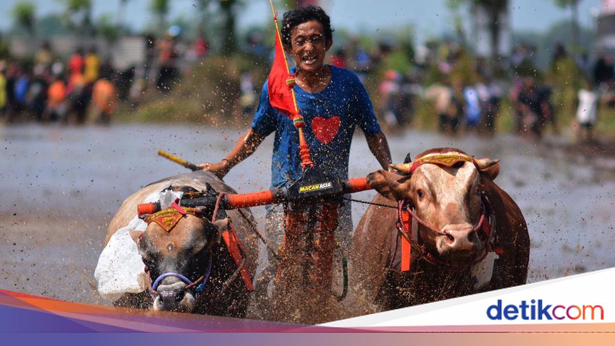 Melihat Keseruan Lomba Karapan Sapi Brujul di Probolinggo