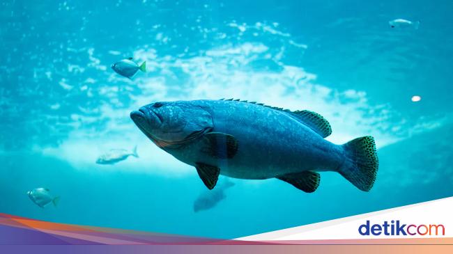 Seperti di Film, Robot Ikan Mata Mata Dipakai untuk Militer