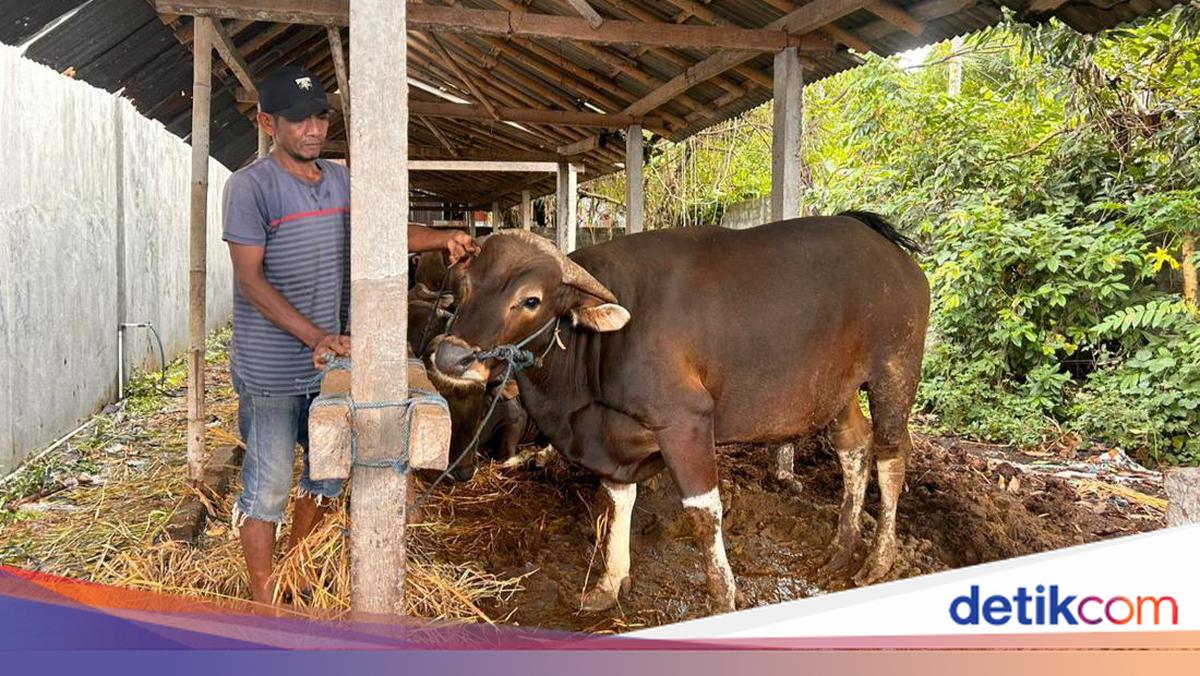 Permintaan Hewan Kurban Meningkat Jelang Idul Adha, Saudagar Sapi Semringah