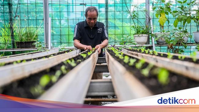 Intip Green House Poktan Petapa di Pancoran Jaksel